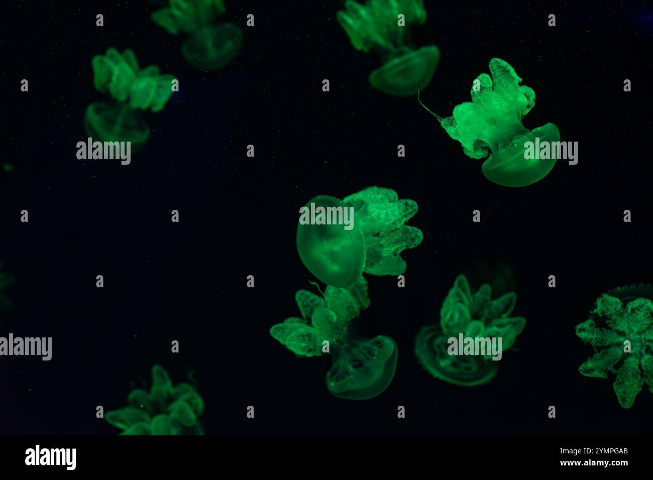 Group of green fluorescent jellyfish swimming underwater aquarium pool ...