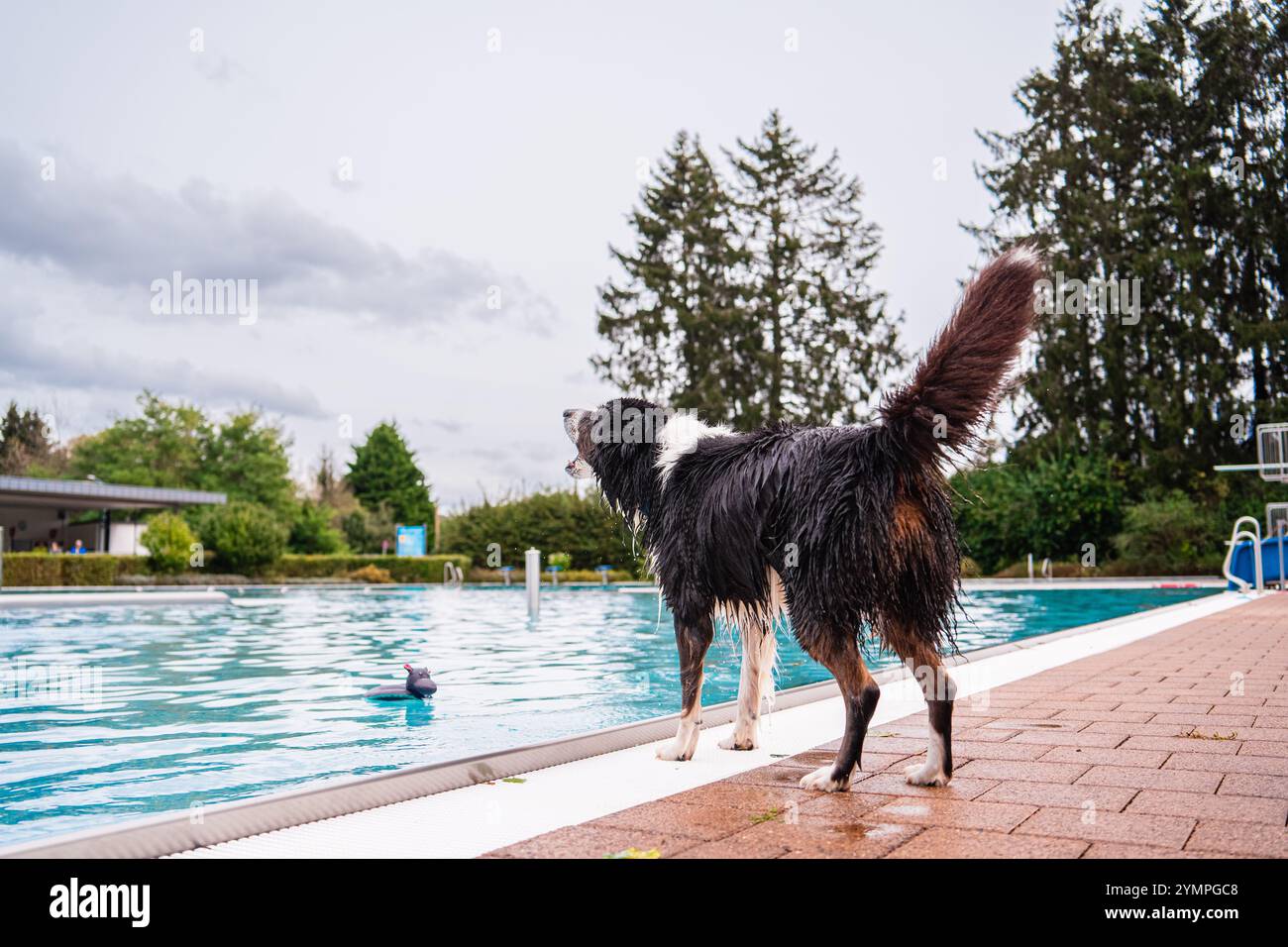 A wet Border Collie stands excitedly by the edge of an outdoor swimming ...