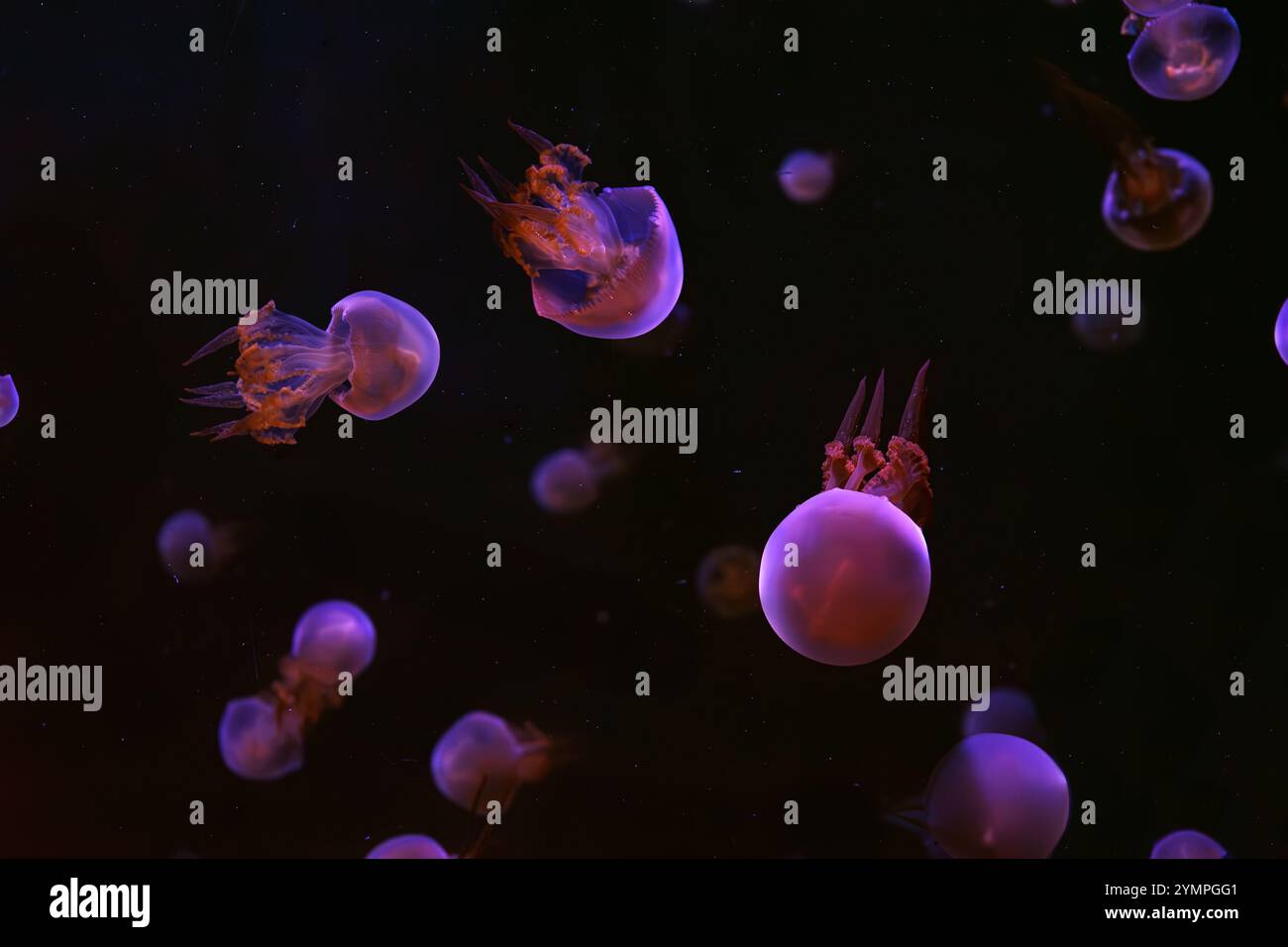 Group of jellyfish floating underwater aquarium pool illuminated with ...