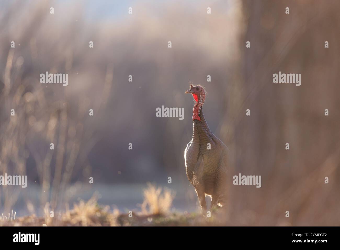 Rio Grande Wild Turkey, Bosque del Apache National Wildlife Refuge. New ...