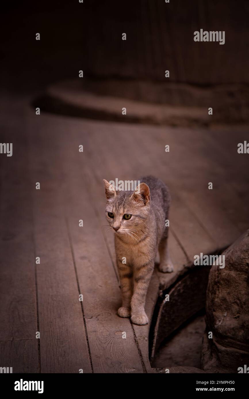 Temple cat at Philae in Aswan, Egypt Stock Photo - Alamy