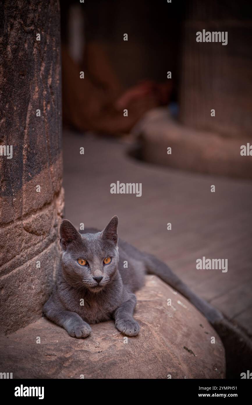 Temple cat at Philae in Aswan, Egypt Stock Photo - Alamy