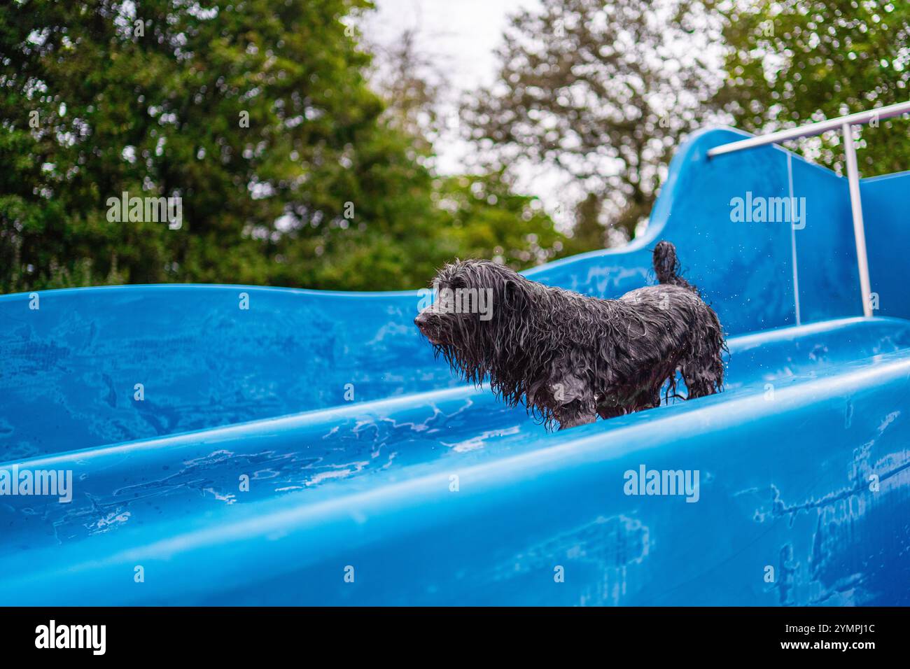 A wet dog playfully slides down a bright blue waterslide in a park ...