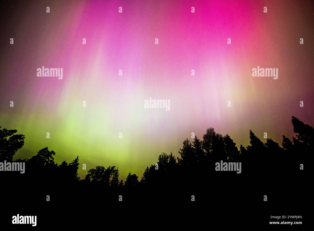 Strong northern lights over forest. Geomagnetic storm and night ...