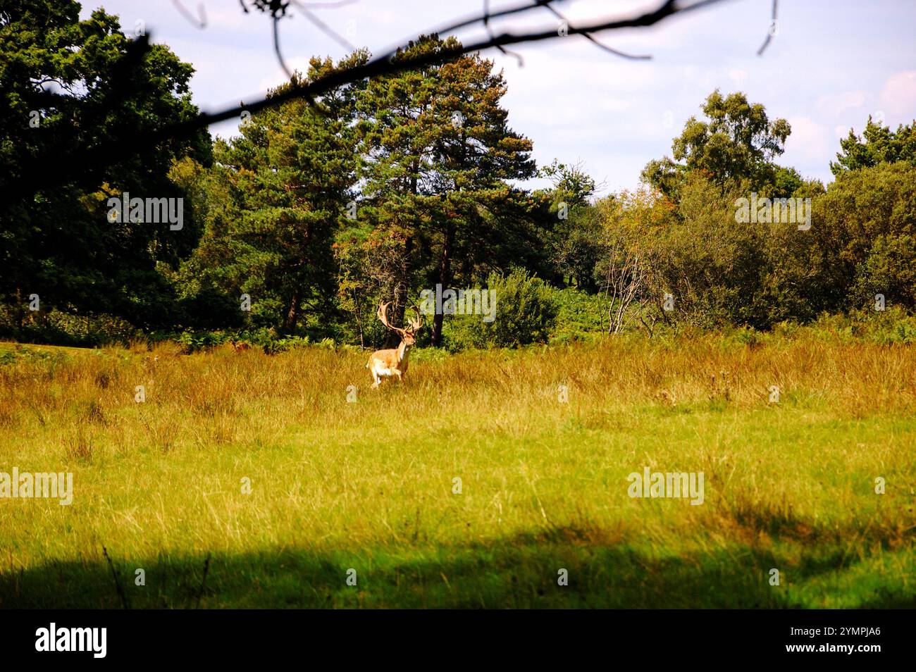 Deer in New Forest, Hampshire, England, UK Stock Photo - Alamy