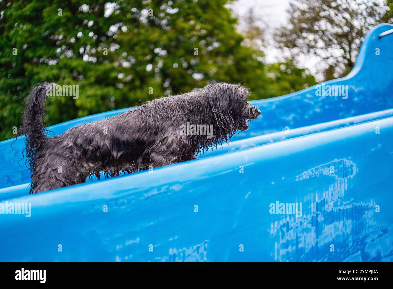 Capture the joy of a wet dog experiencing the thrill of a waterslide ...