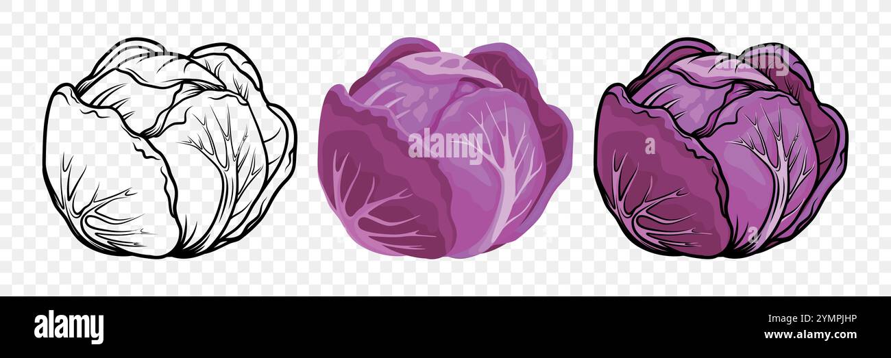 Vector Flat Cartoon Style Cabbage Set. Detailed Cabbage Head Vector ...
