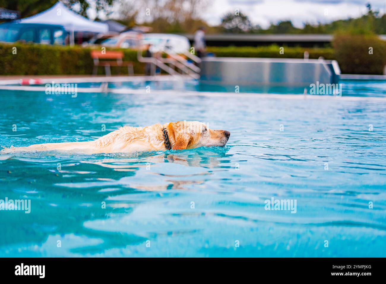 Golden Labrador swimming in a cool blue pool, showcasing joy and ...