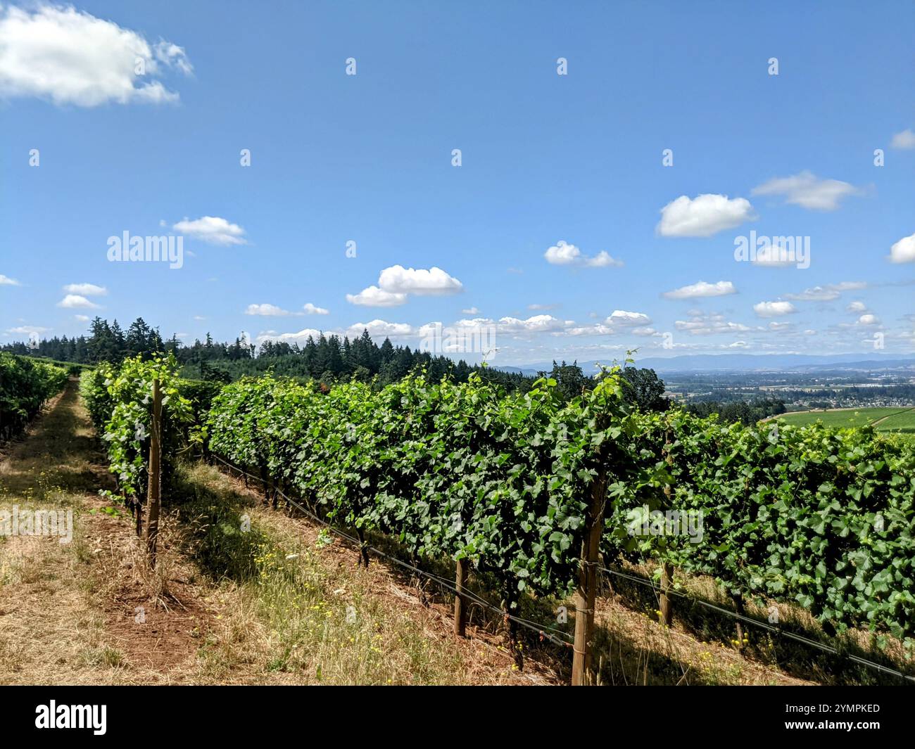 Rolling Clouds and Climbing Vines Stock Photo - Alamy