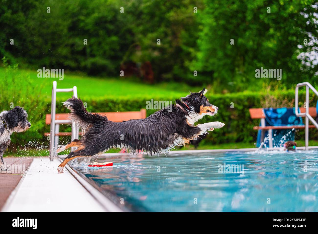 A lively dog leaps into a swimming pool, showcasing its energy and ...