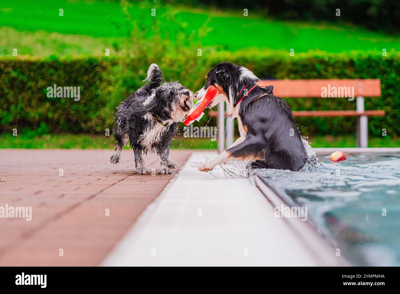 Love tug war hi-res stock photography and images - Alamy
