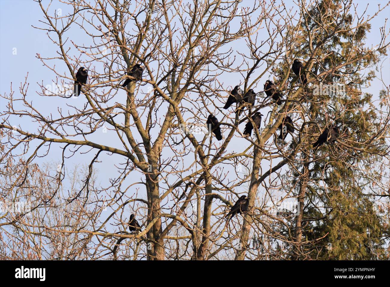 Flock of crows in the tree on blue sky background Stock Photo - Alamy