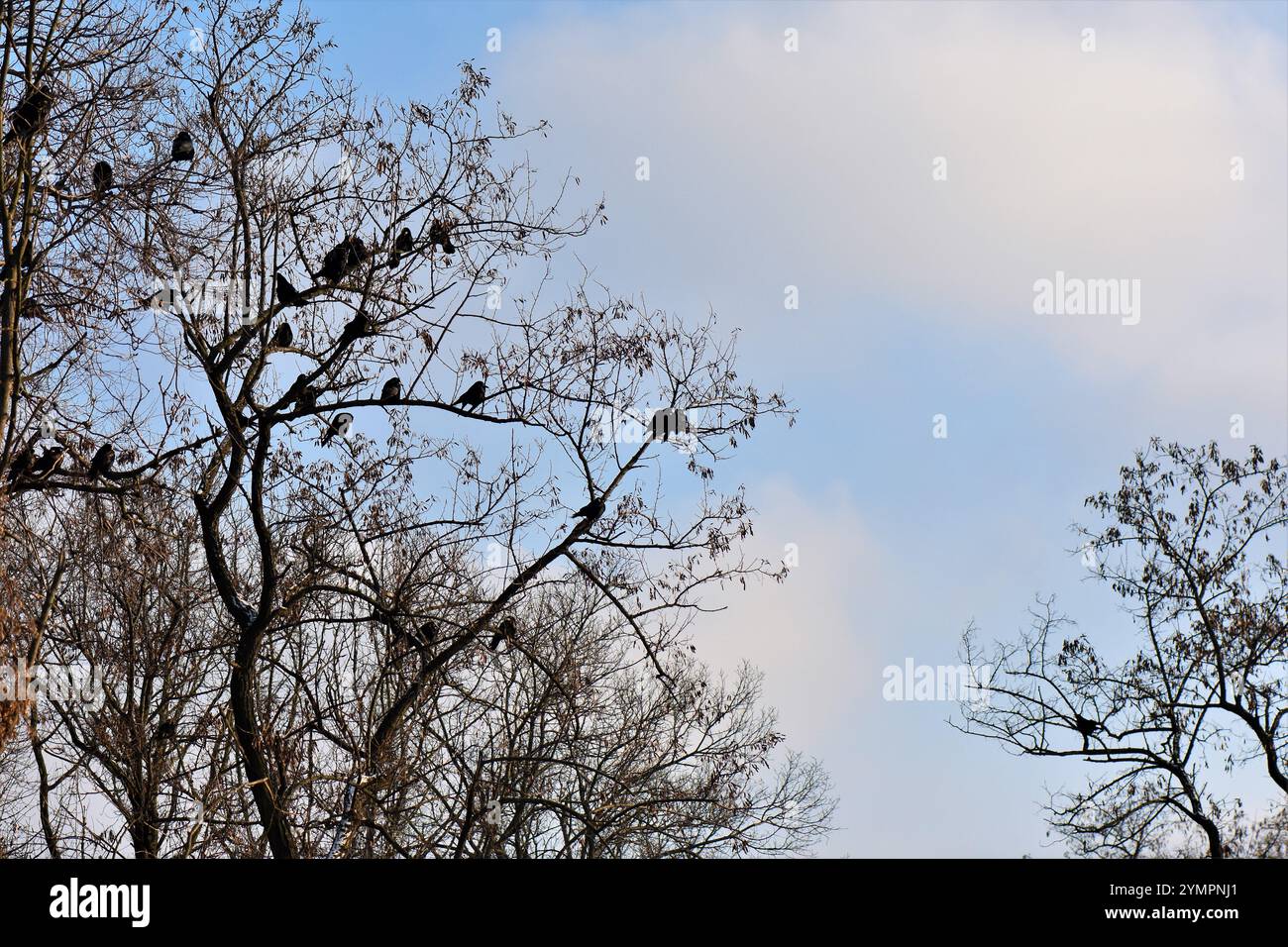 Flock of crows in the tree on blue sky background Stock Photo - Alamy