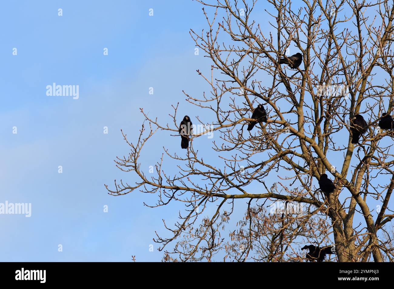 Flock of crows in the tree on blue sky background Stock Photo - Alamy