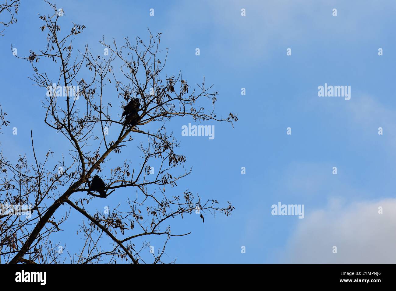 Flock of crows in the tree on blue sky background Stock Photo - Alamy