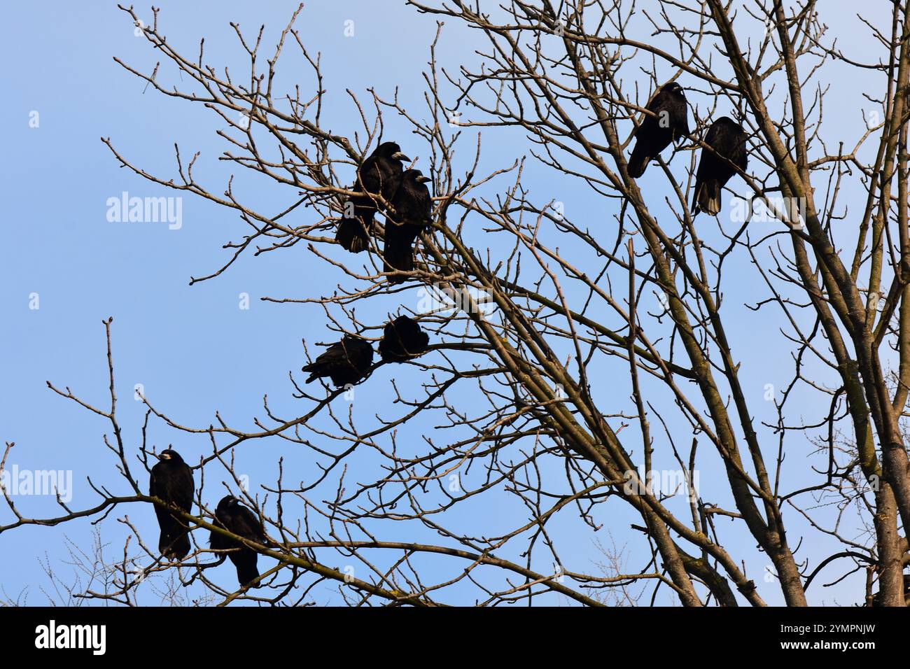 Flock of crows in the tree on blue sky background Stock Photo - Alamy