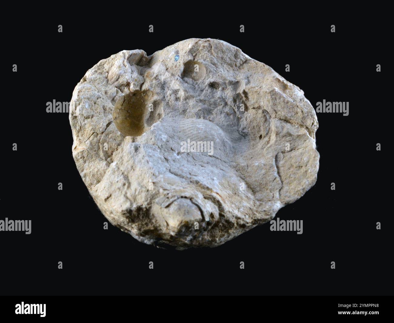 Fossil mollusk hi-res stock photography and images - Alamy