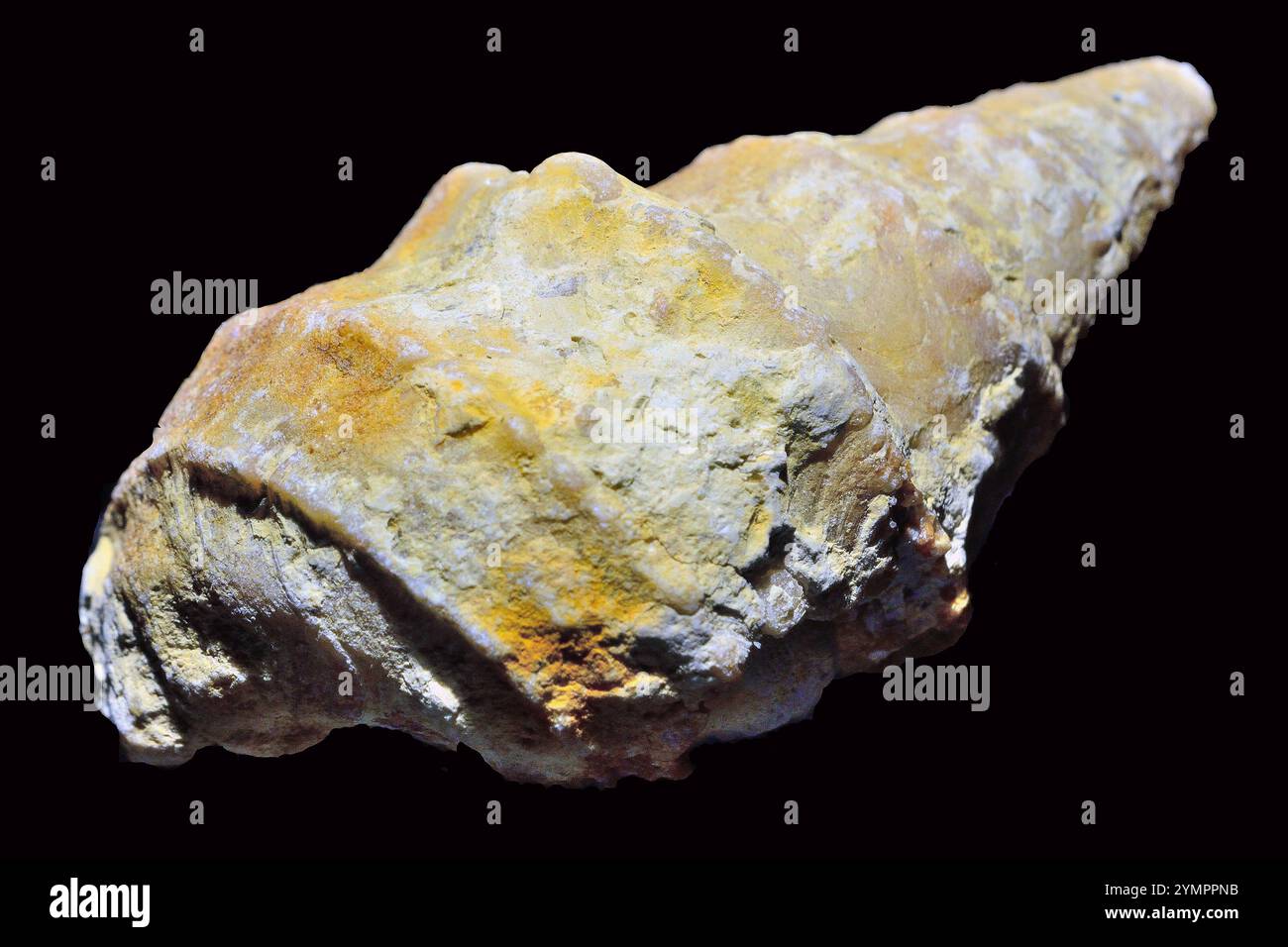 Seashell fossil hi-res stock photography and images - Alamy