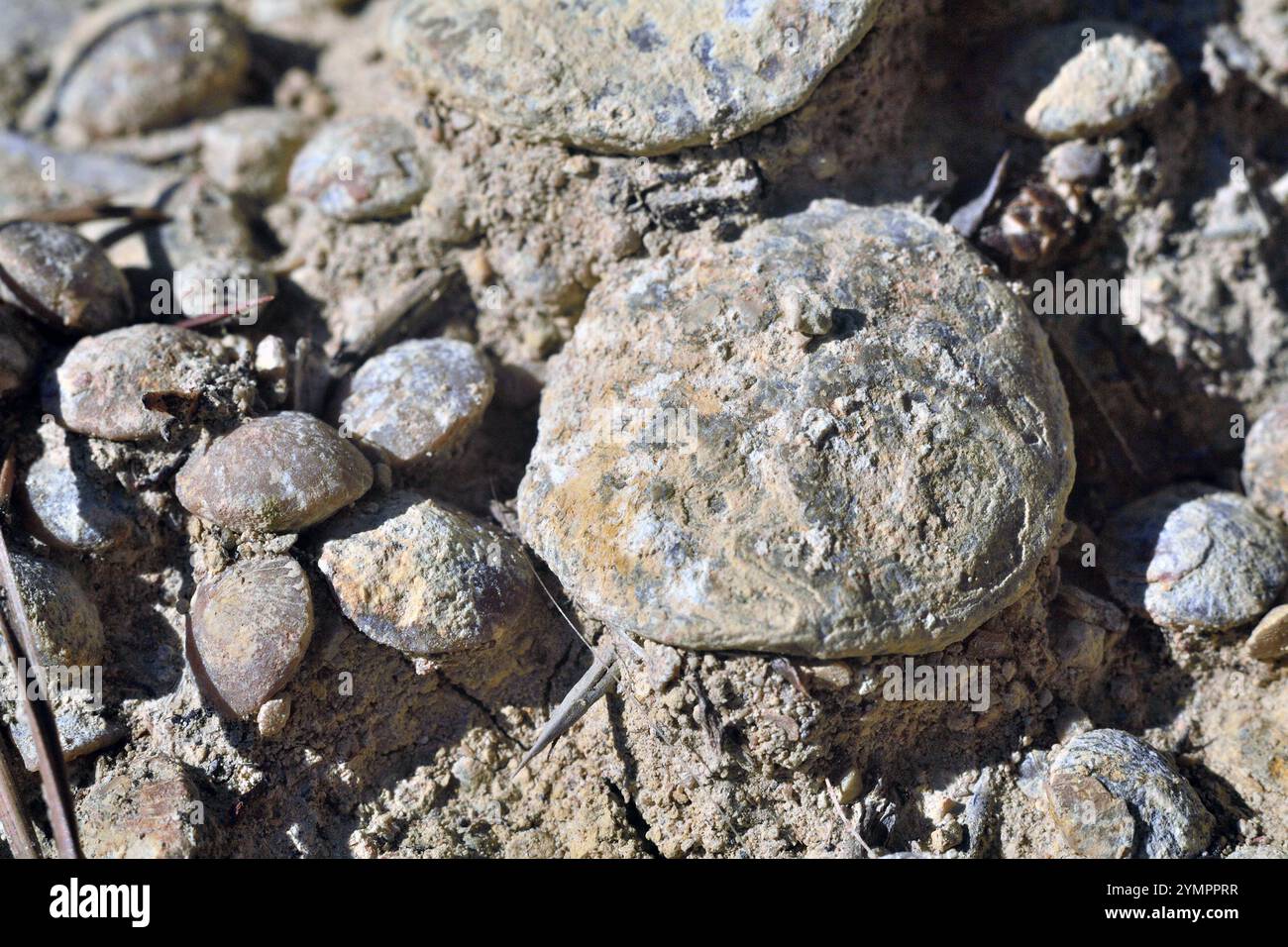 Nummulites hi-res stock photography and images - Alamy