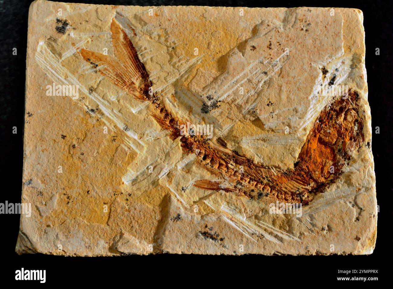Fossil geology hi-res stock photography and images - Alamy
