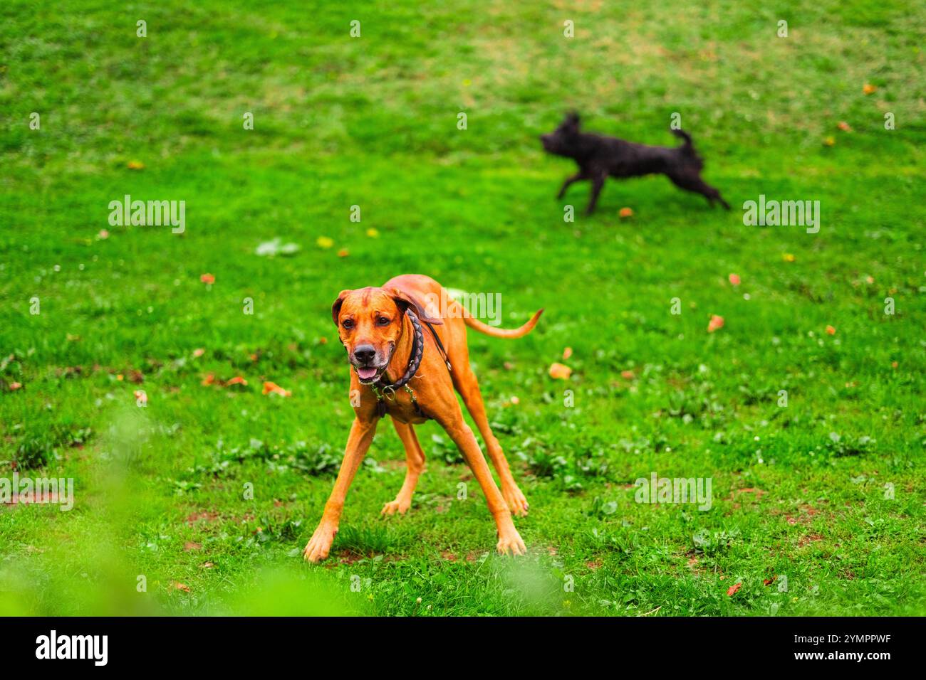 Two energetic dogs playing joyfully in a vibrant green park, embodying ...