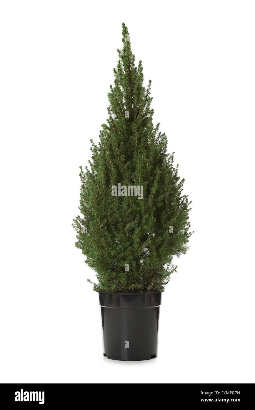 Spruce tree in pot hi-res stock photography and images - Alamy