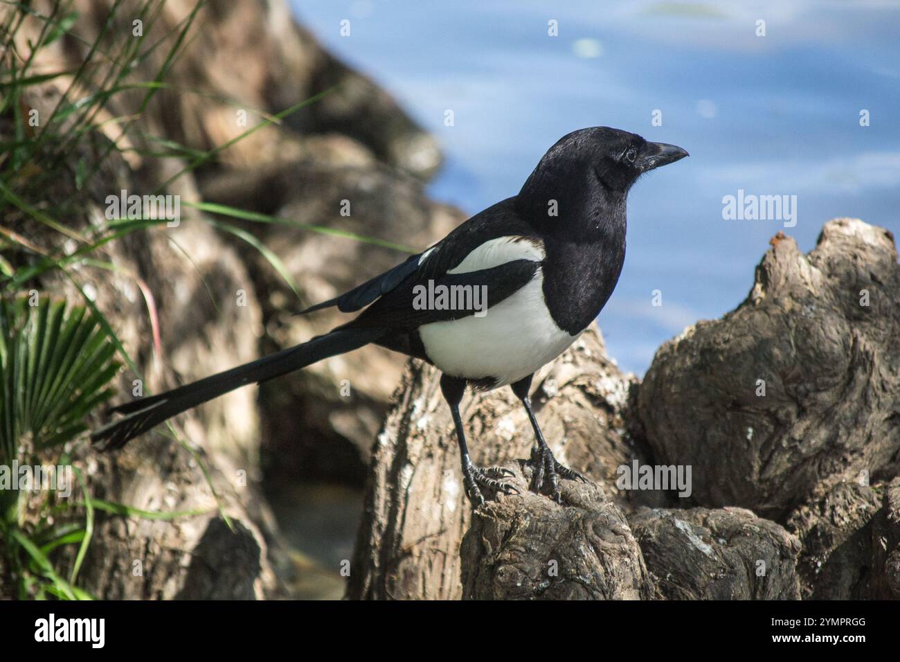 Raven and magpie at hi-res stock photography and images - Alamy