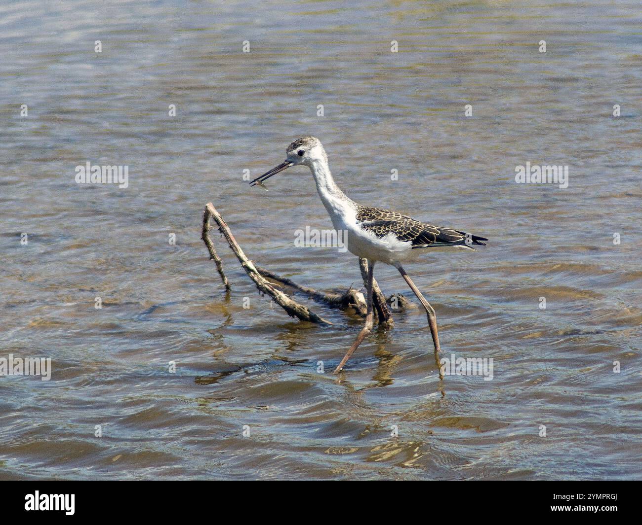 Piper bird hi-res stock photography and images - Alamy