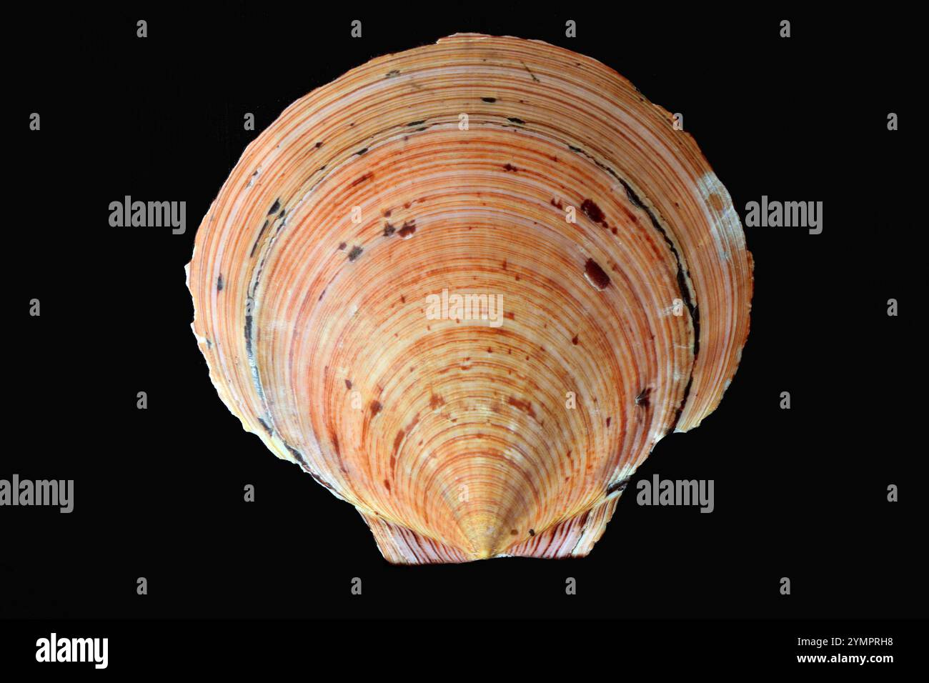 Australia invertebrates hi-res stock photography and images - Alamy