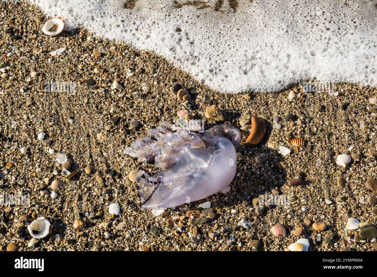 Medusa seacoast hi-res stock photography and images - Alamy