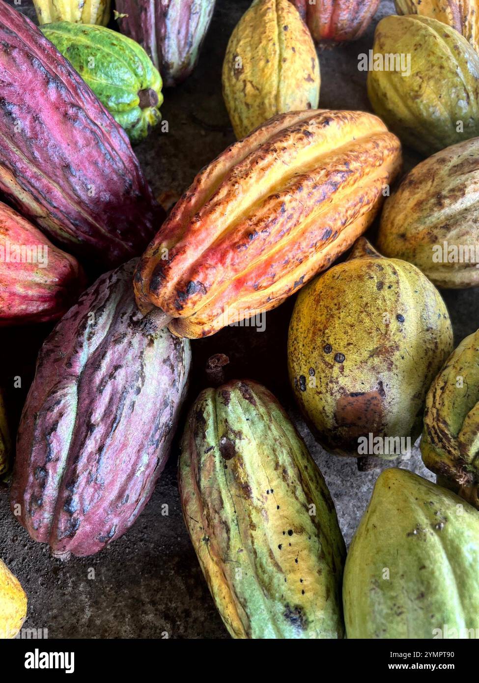 Views of cacao pods growing on the branches in Costa Rica Stock Photo ...