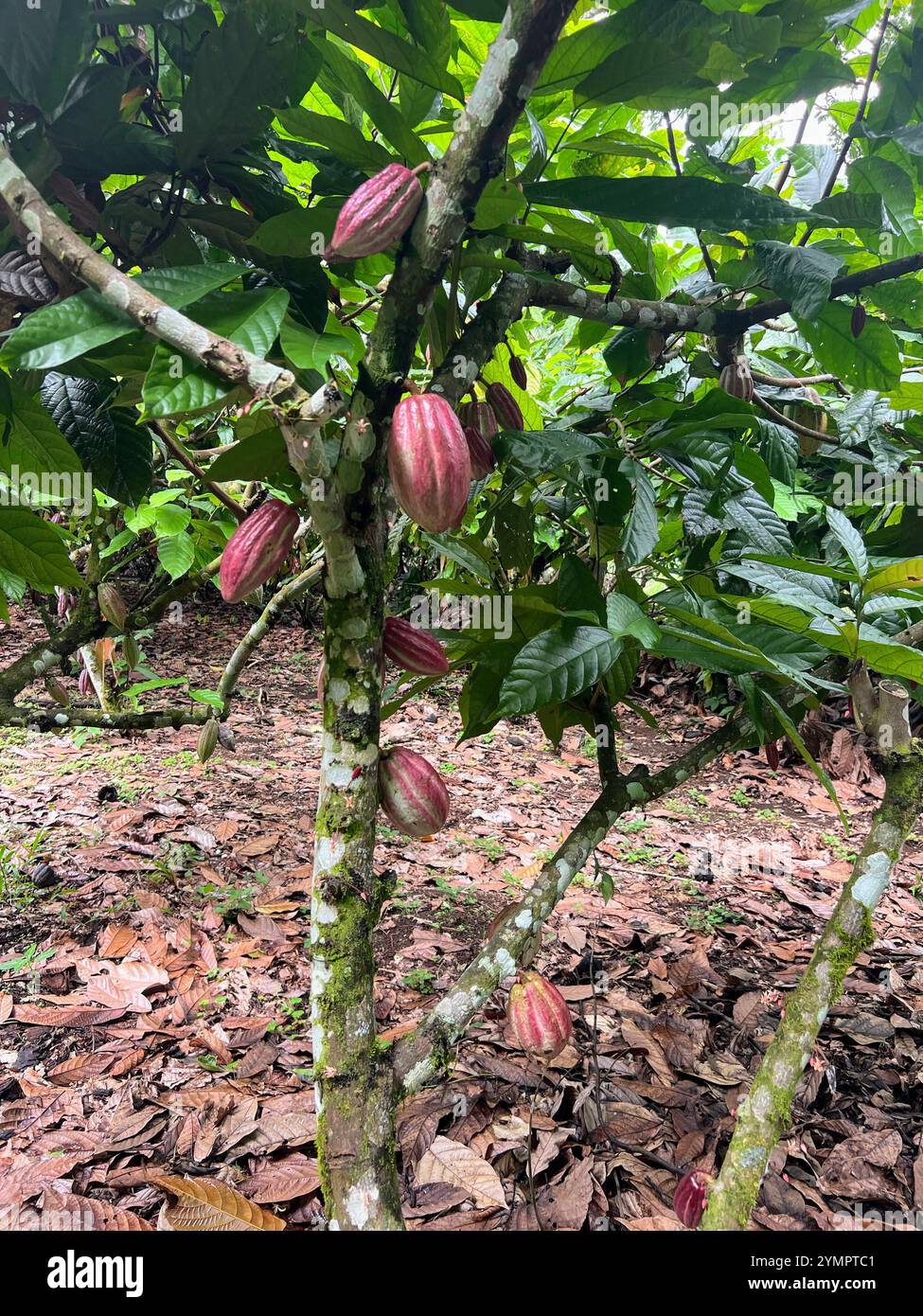 Views of cacao pods growing on the branches in Costa Rica Stock Photo ...
