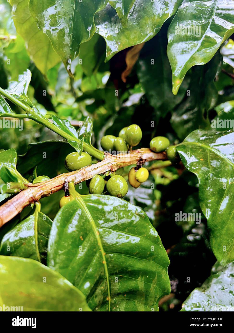 Views of cacao pods growing on the branches in Costa Rica Stock Photo ...