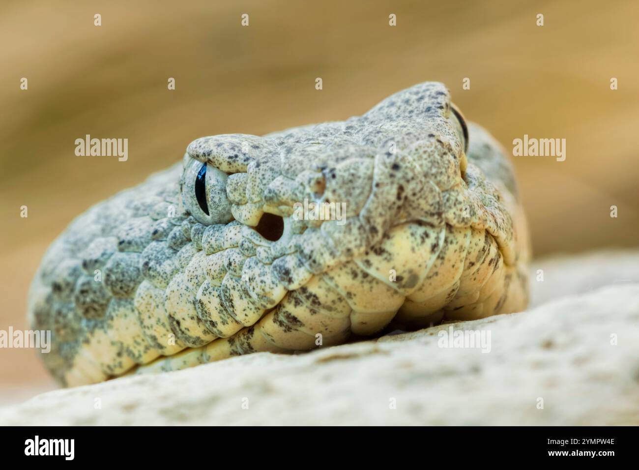 Crotalus lepidus, Rock Rattlesnake, head portrait Stock Photo - Alamy