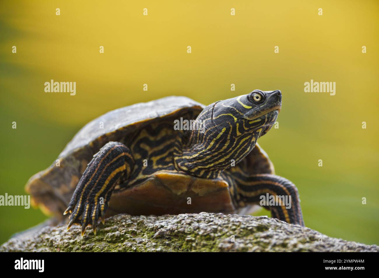 Graptemys pseudogeographica kohnii, Mississippi Map Turtle, turtle ...