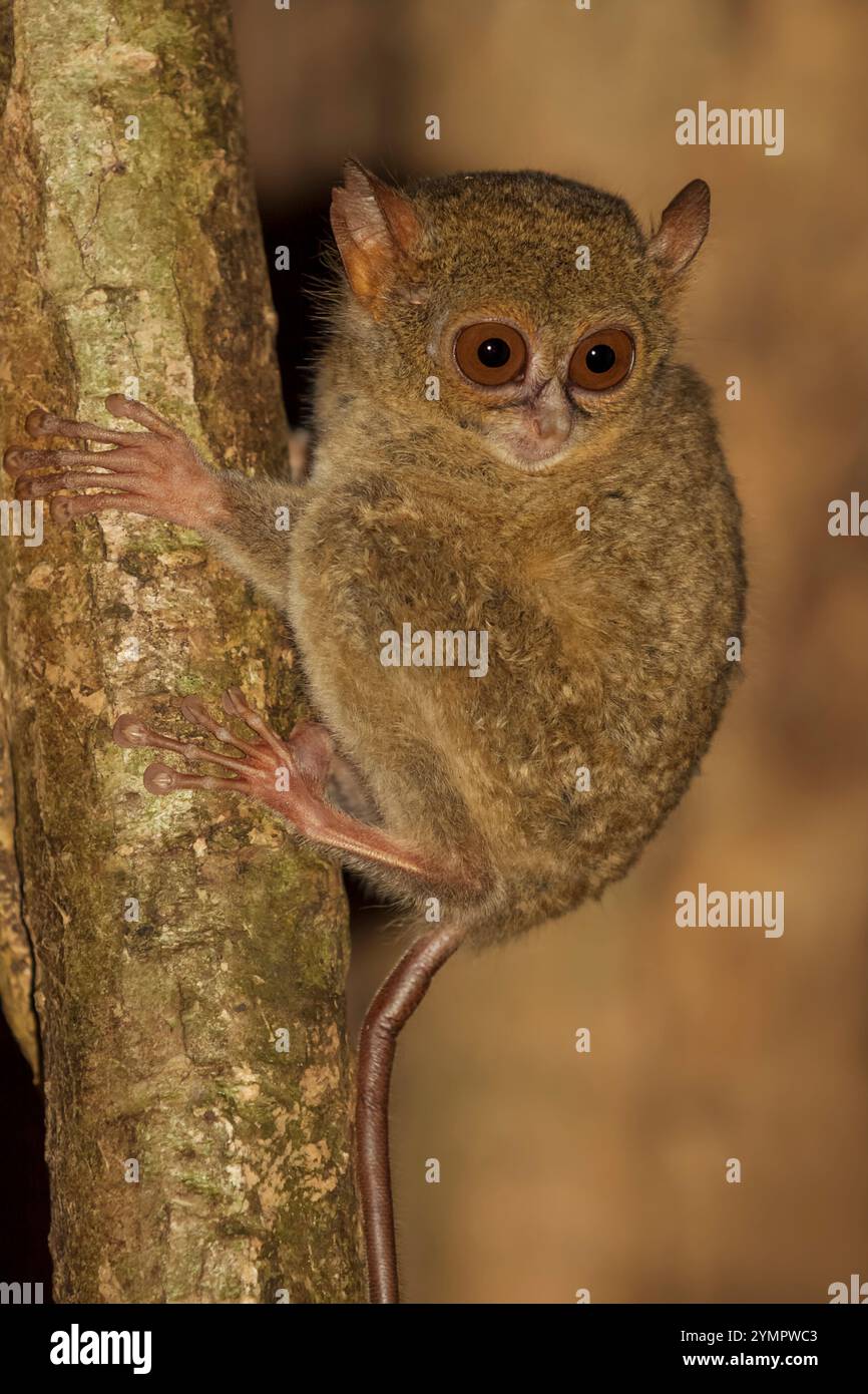 Tarsius spectrumgurskyae, Gursky's spectral tarsier, endemic, monkey ...