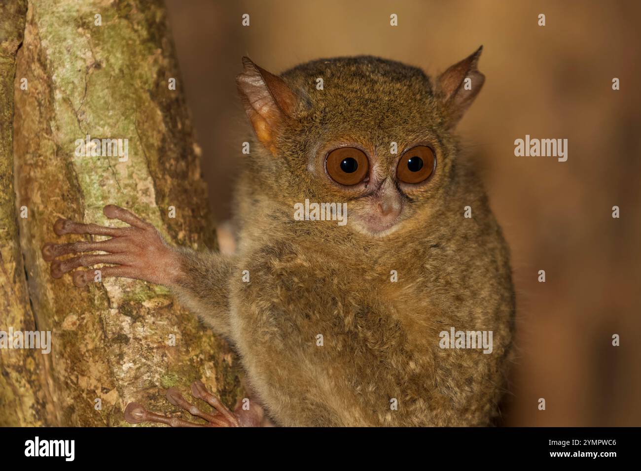 Tarsius spectrumgurskyae, Gursky's spectral tarsier, endemic, monkey ...