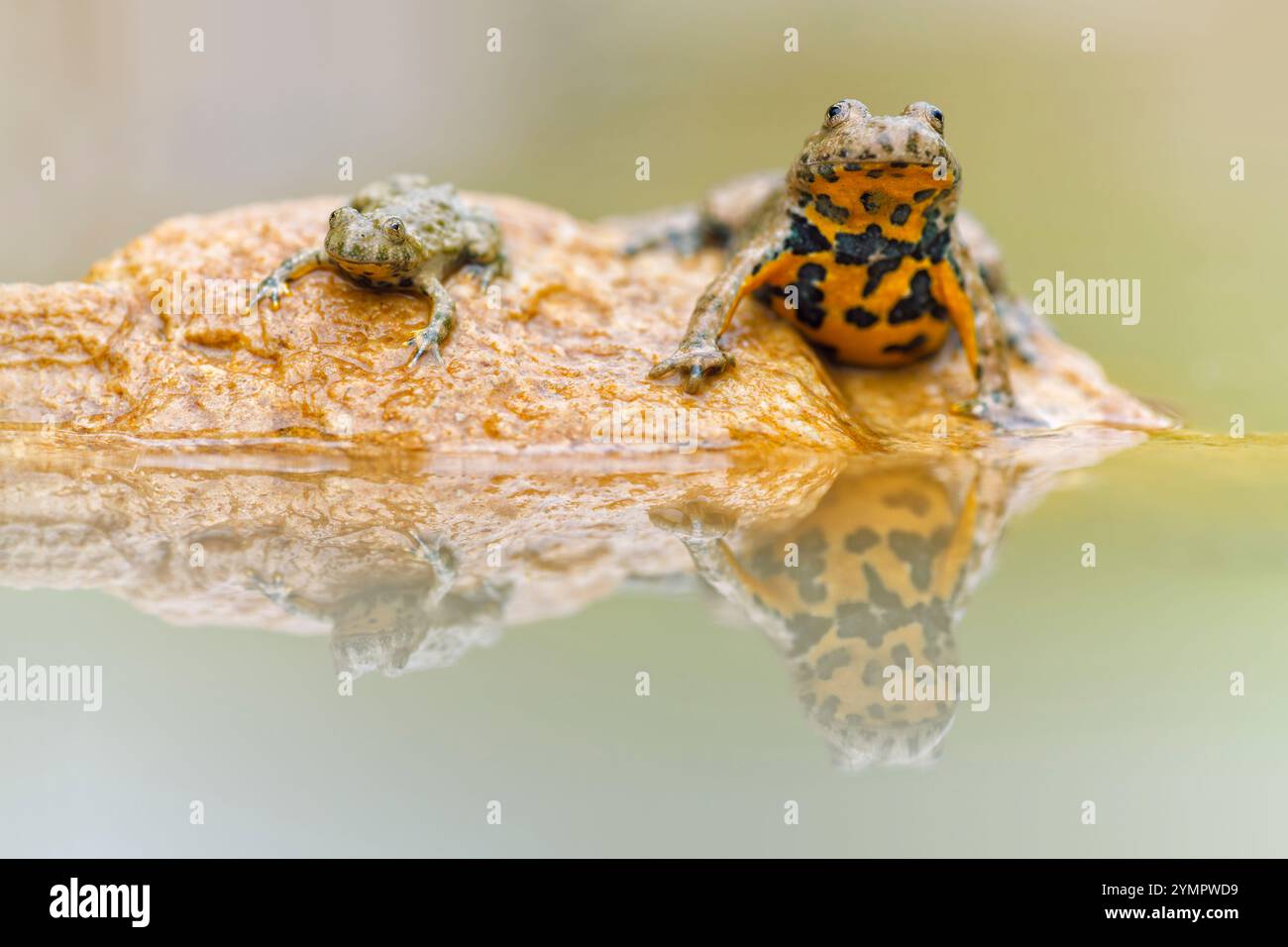 Bombina variegata Yellow-bellied toad, toad, red list, endangered Stock ...