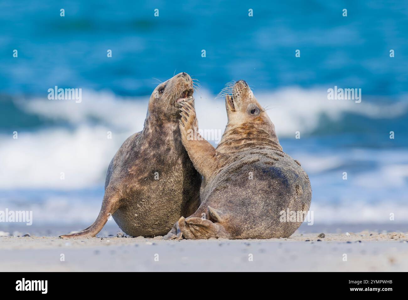 Juvenile grey seals halichoerus hi-res stock photography and images - Alamy