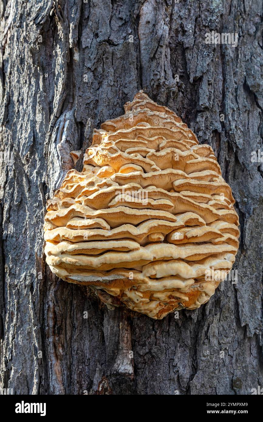 Northern Toothed Fungus (Climacodon setentrionalis), fruiting body ...
