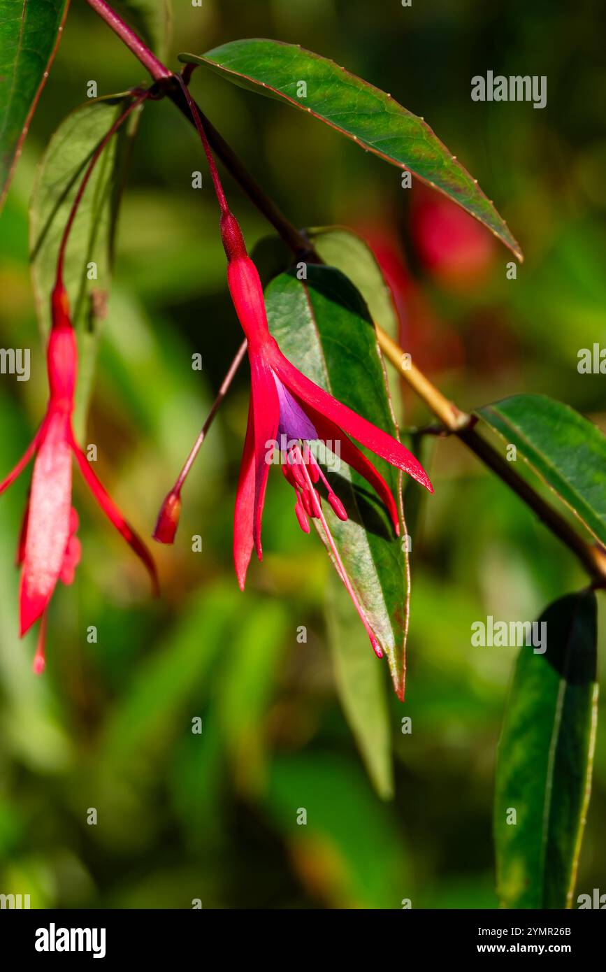 Fuchsia hatschbachii a perennial hardy autumn summer flowering shrub ...