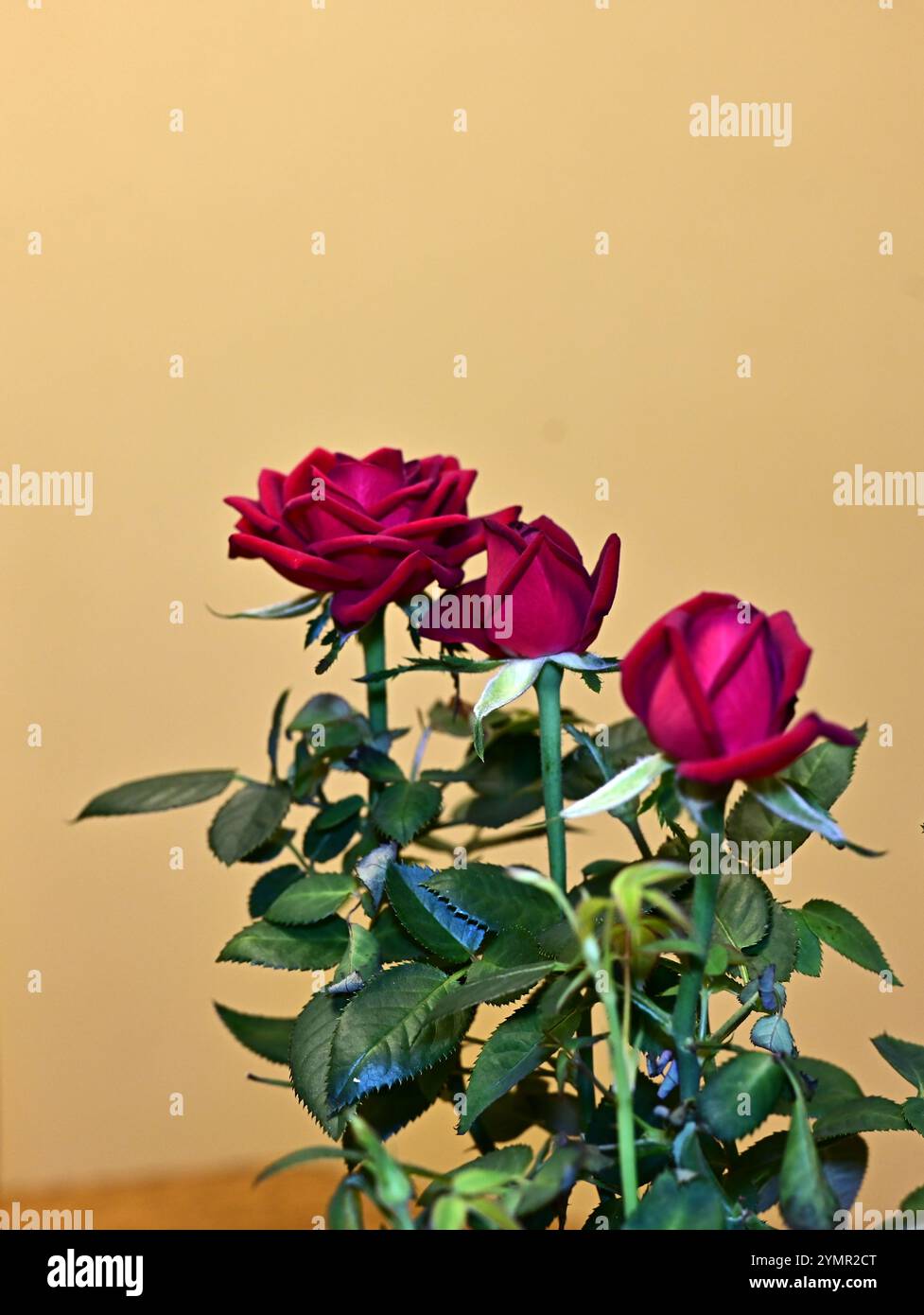 Flower pot red roses hi-res stock photography and images - Alamy