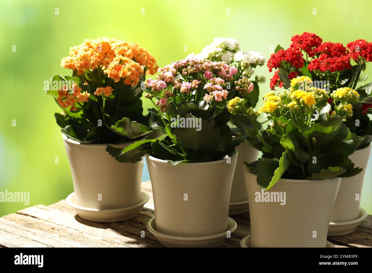 Different beautiful kalanchoe flowers in pots on wooden table against ...