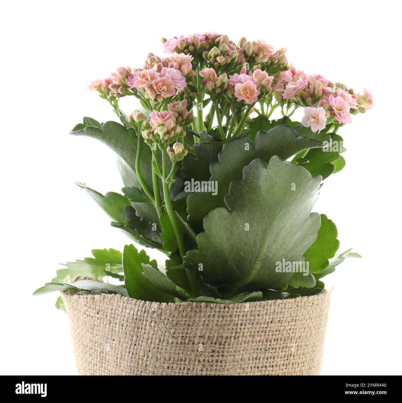 Beautiful pink kalanchoe flower in pot isolated on white Stock Photo ...