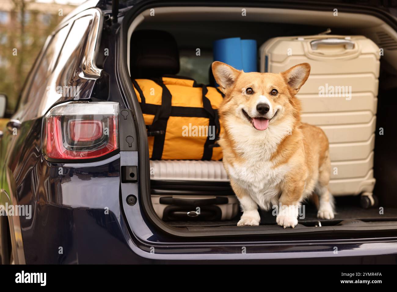 Pembroke Welsh Corgi with suitcases and other stuff in car trunk Stock ...