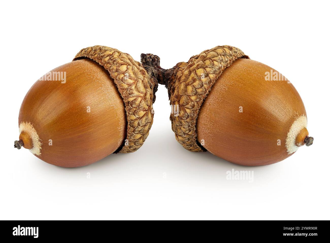 Brown acorn oak nut isolated on white background Stock Photo - Alamy
