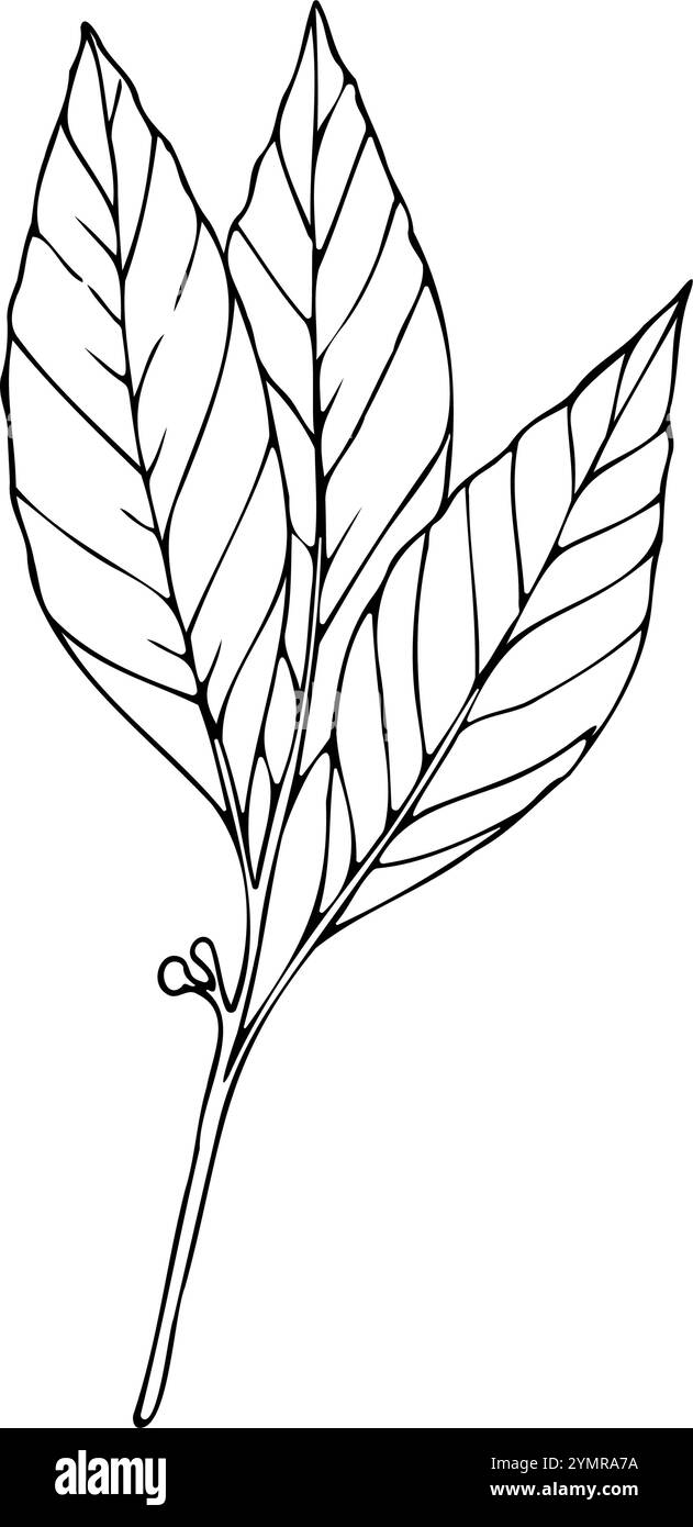 Bay leaves hand drawn vector botanical illustration Stock Vector Image ...