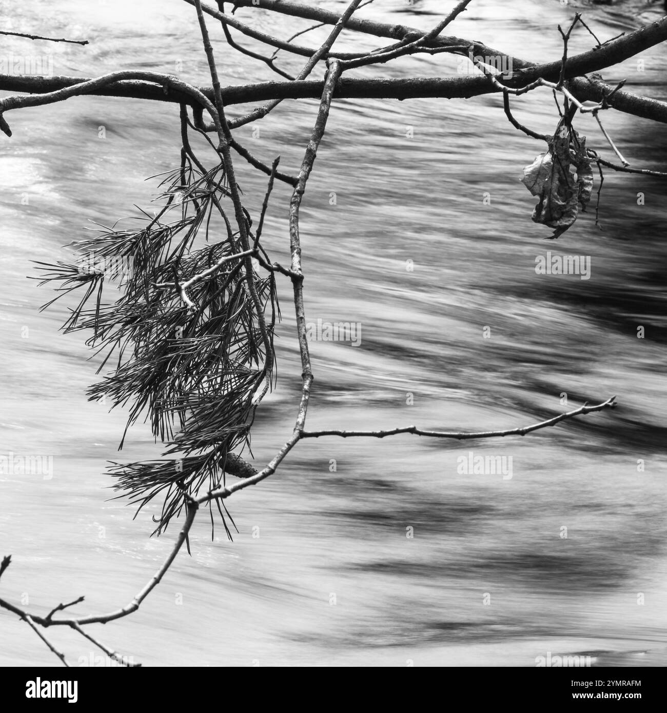 Floating wood branch Black and White Stock Photos & Images - Alamy