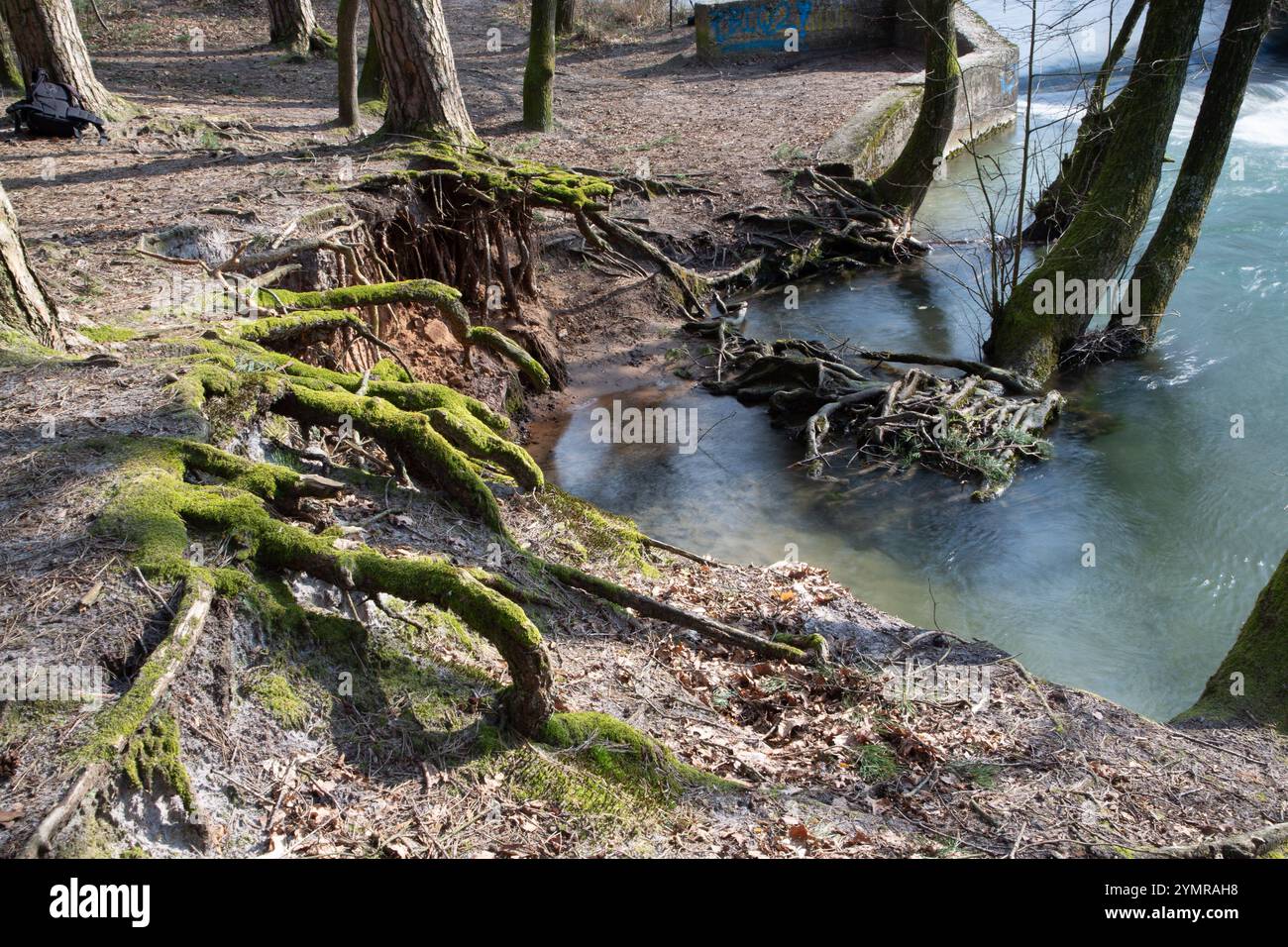 Exposed tree roots protrude from the forest floor over a river and are ...