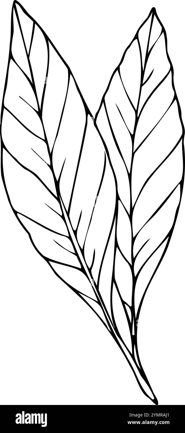 Bay leaves hand drawn vector botanical illustration on white background ...